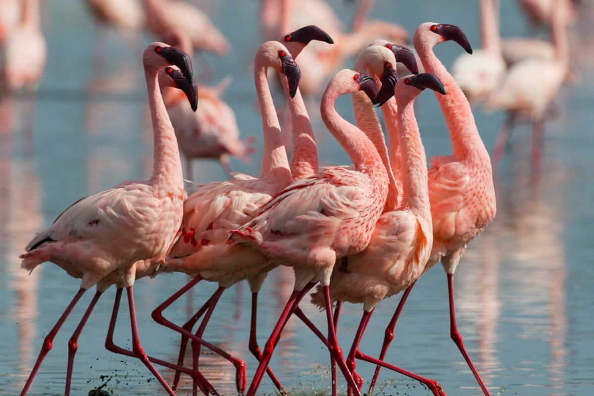 Discover Flamingos in Azerbaijan: Gizilaghaj State Nature Reserve Tour ...